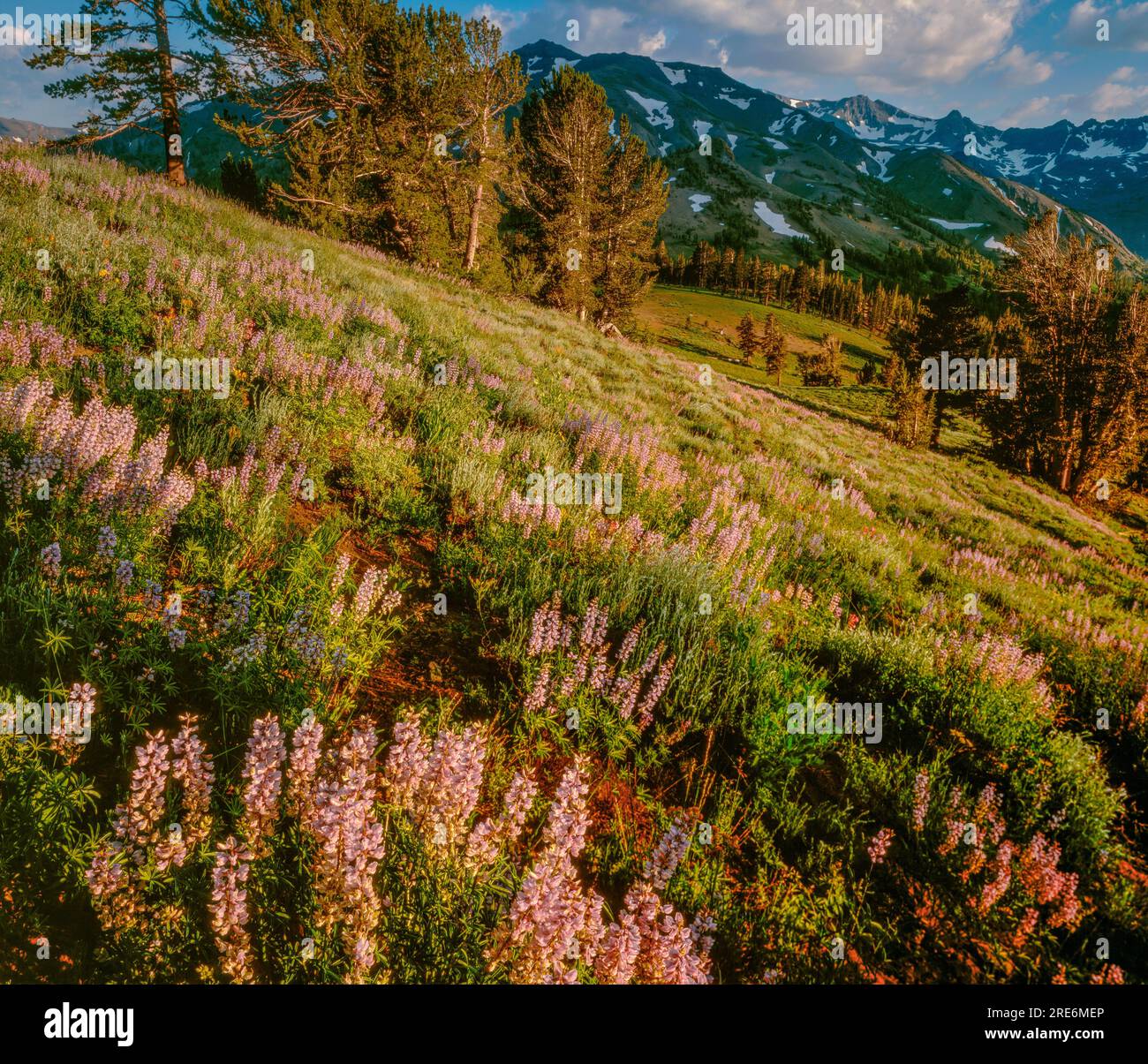 Bluebonnet lupine hi-res stock photography and images - Alamy