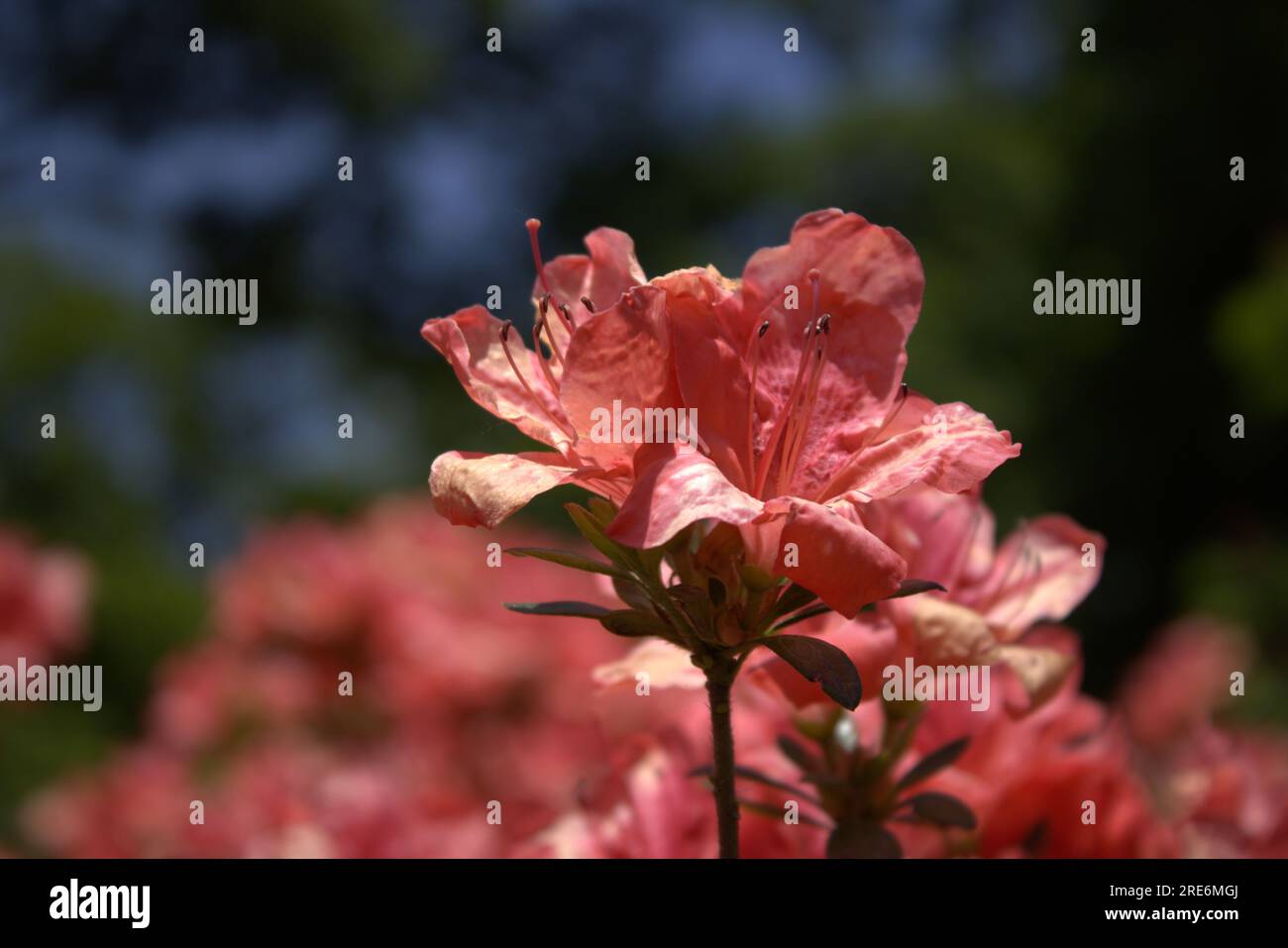 Showy azaleas hi-res stock photography and images - Alamy