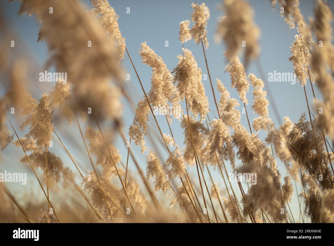 Dry grass. Dry plant. Details of nature. Background of herb. Marsh ...