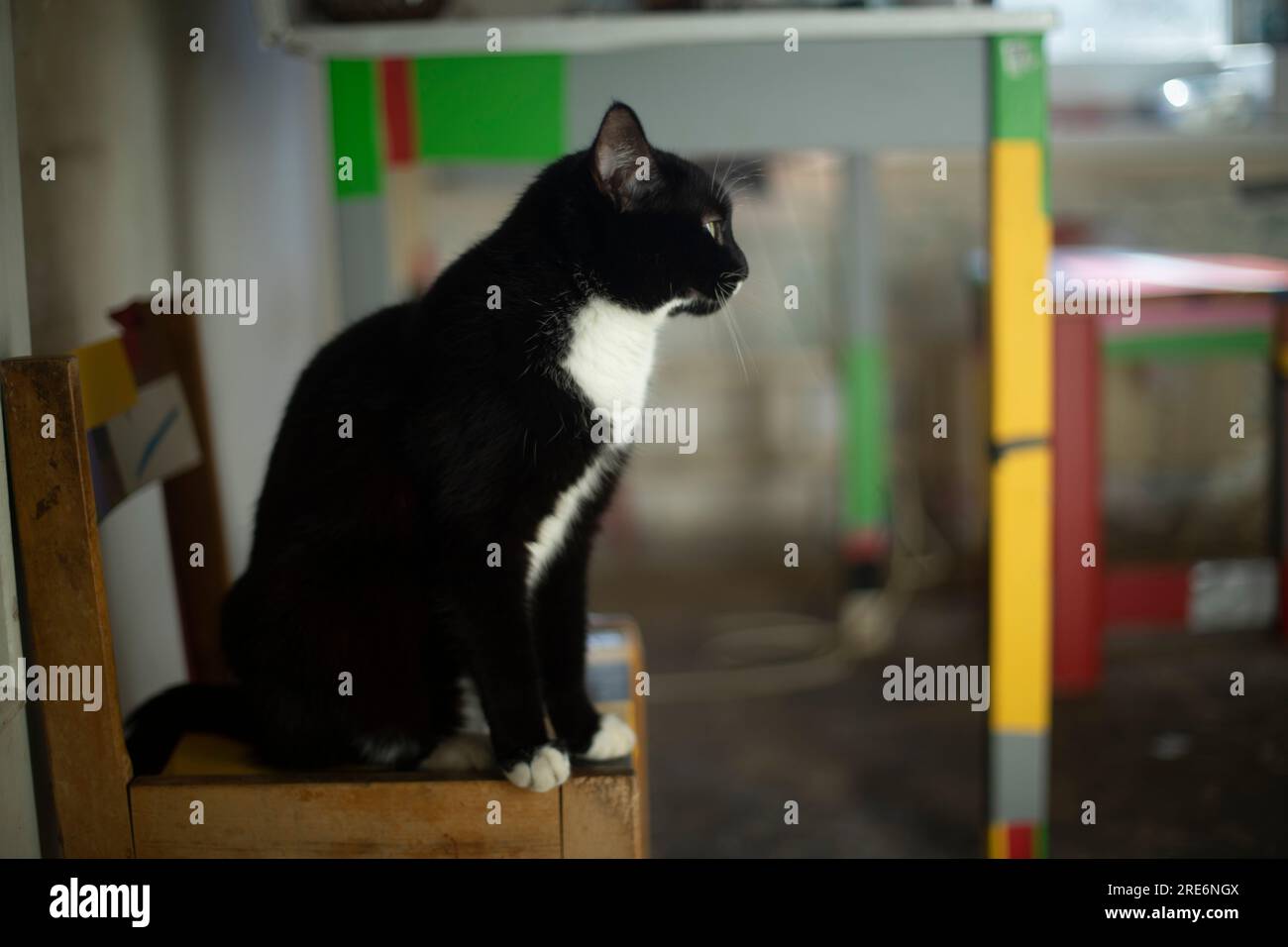 Black cat kitchen flower hi-res stock photography and images - Alamy