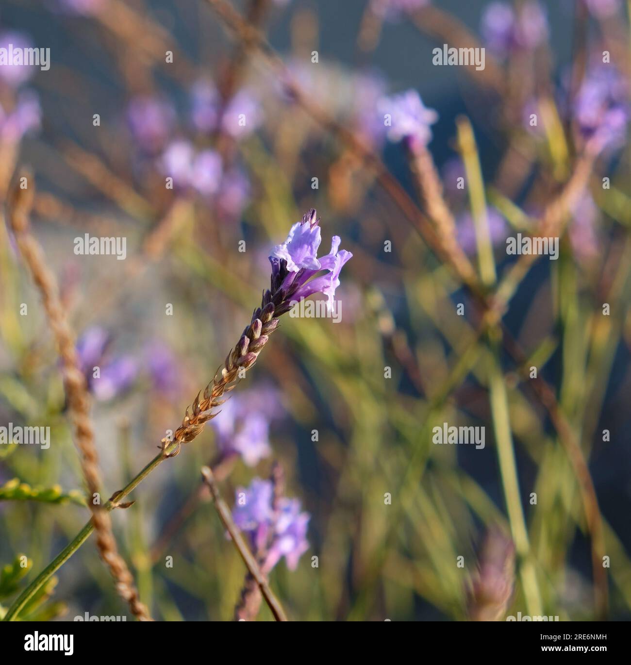 Lavendula canariensis hi-res stock photography and images - Alamy