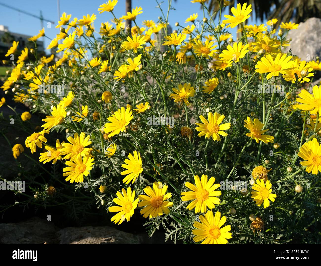 Lively botanical garden hi-res stock photography and images - Alamy