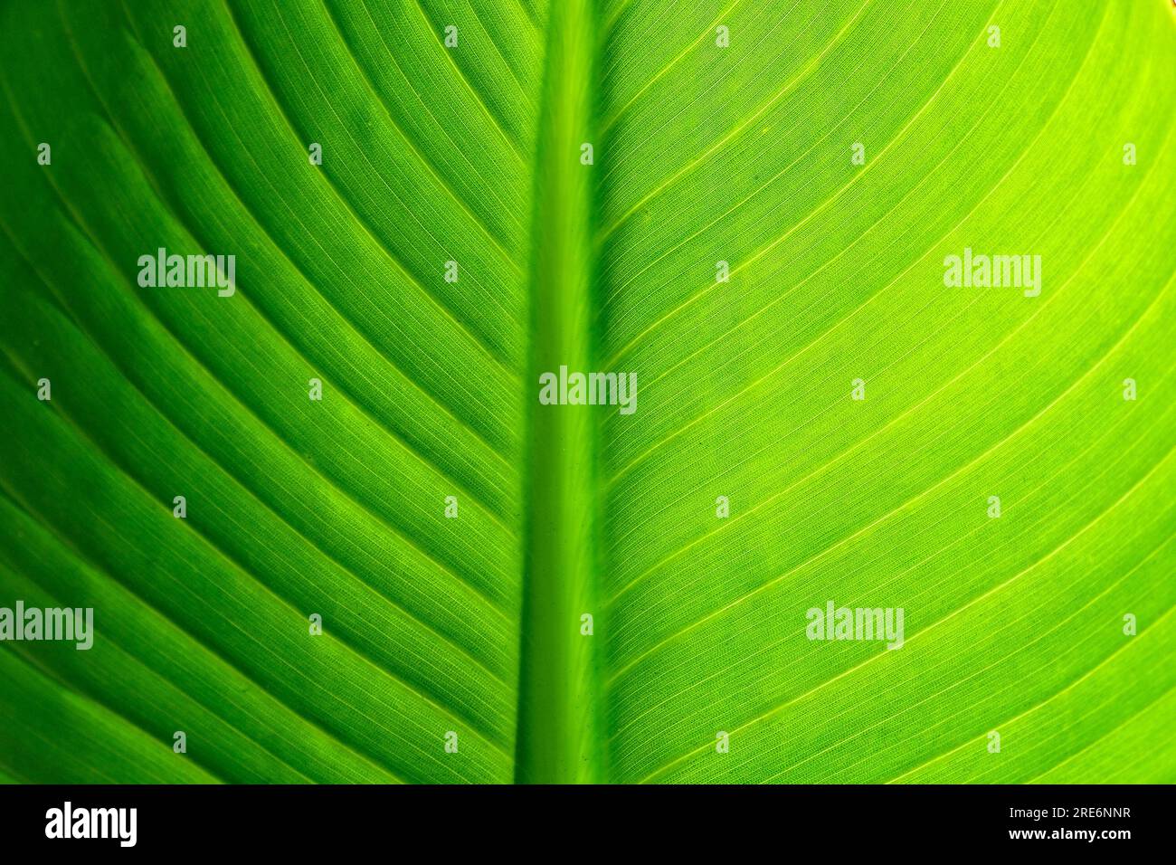 Simple leafy background with translucent vibrant green banana leaf ...