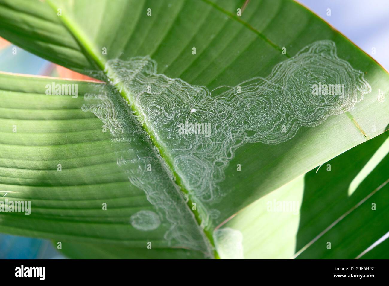 Infested crops hi-res stock photography and images - Alamy