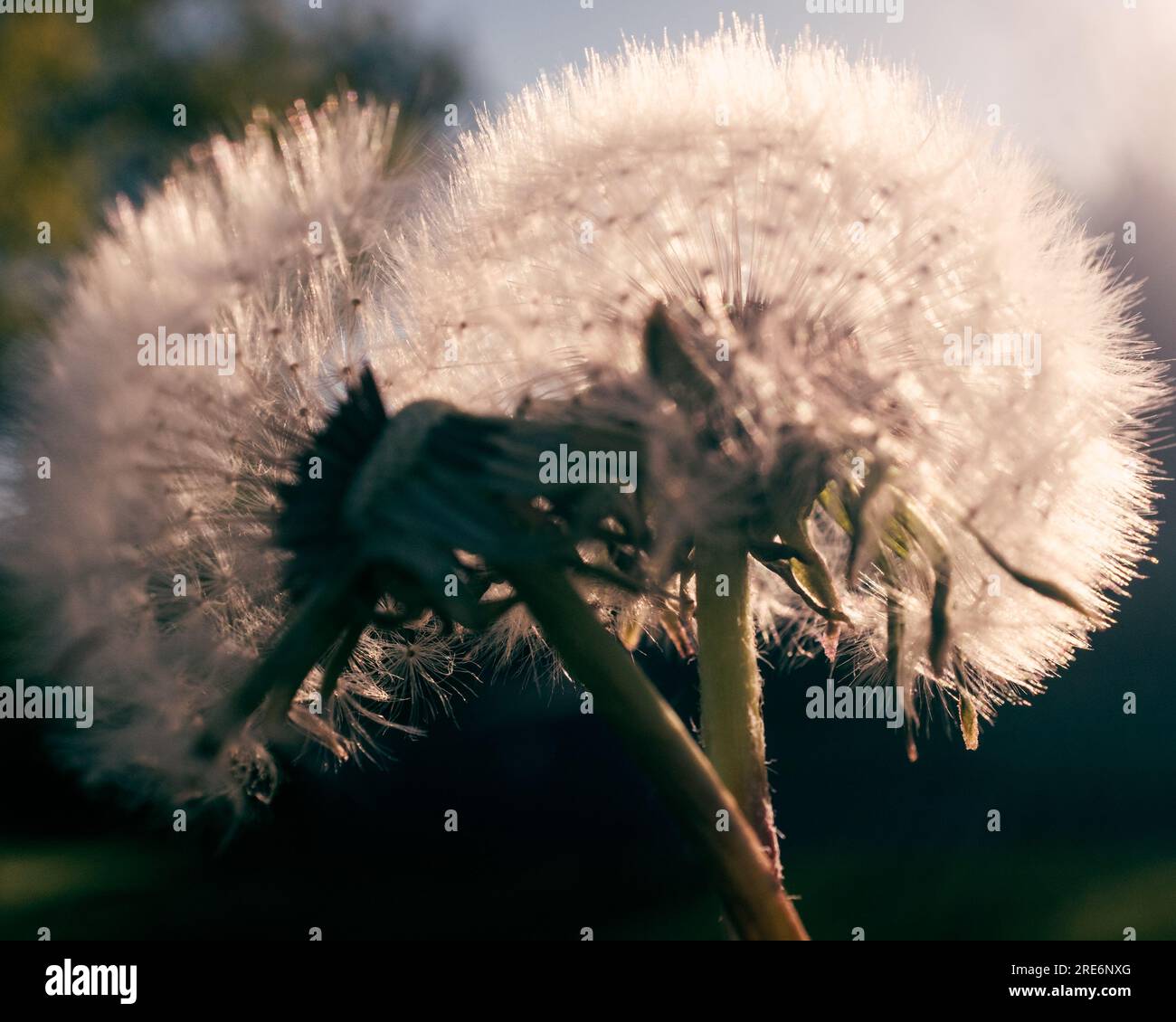 Dandelions grass hi-res stock photography and images - Alamy