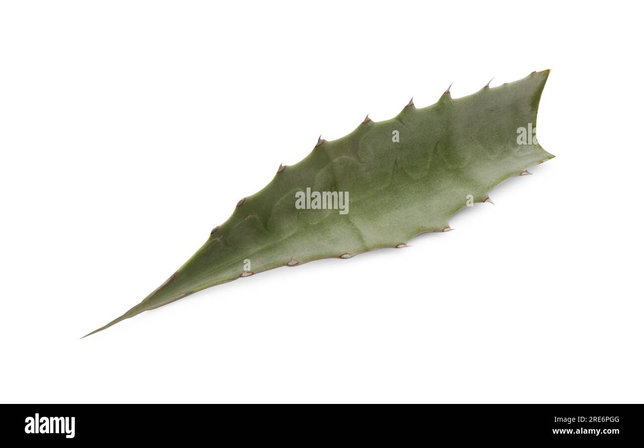 Fresh green agave leaf isolated on white Stock Photo - Alamy