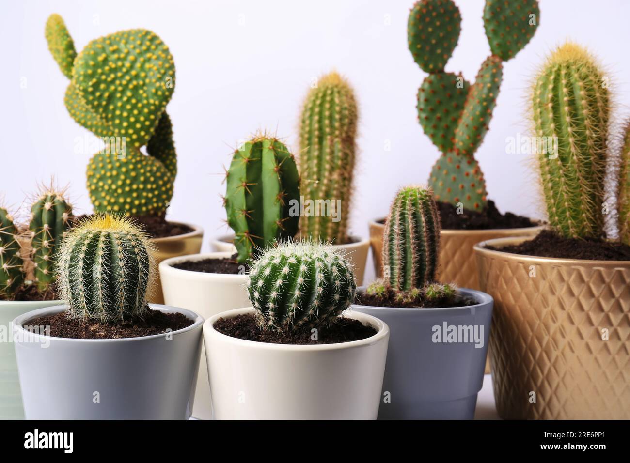 Many different cacti in pots on white background Stock Photo - Alamy