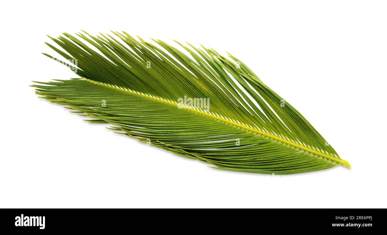 Beautiful green palm branch isolated on white. Tropical leaves Stock ...