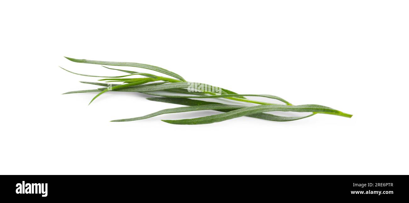 One sprig of fresh tarragon on white background Stock Photo - Alamy