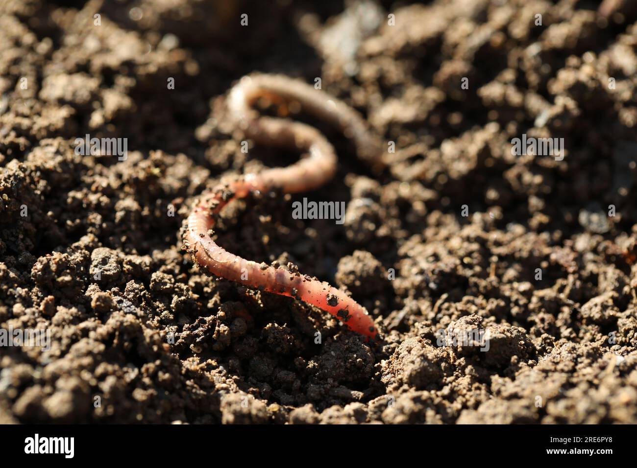 One worm on wet soil, closeup. Terrestrial invertebrates Stock Photo ...