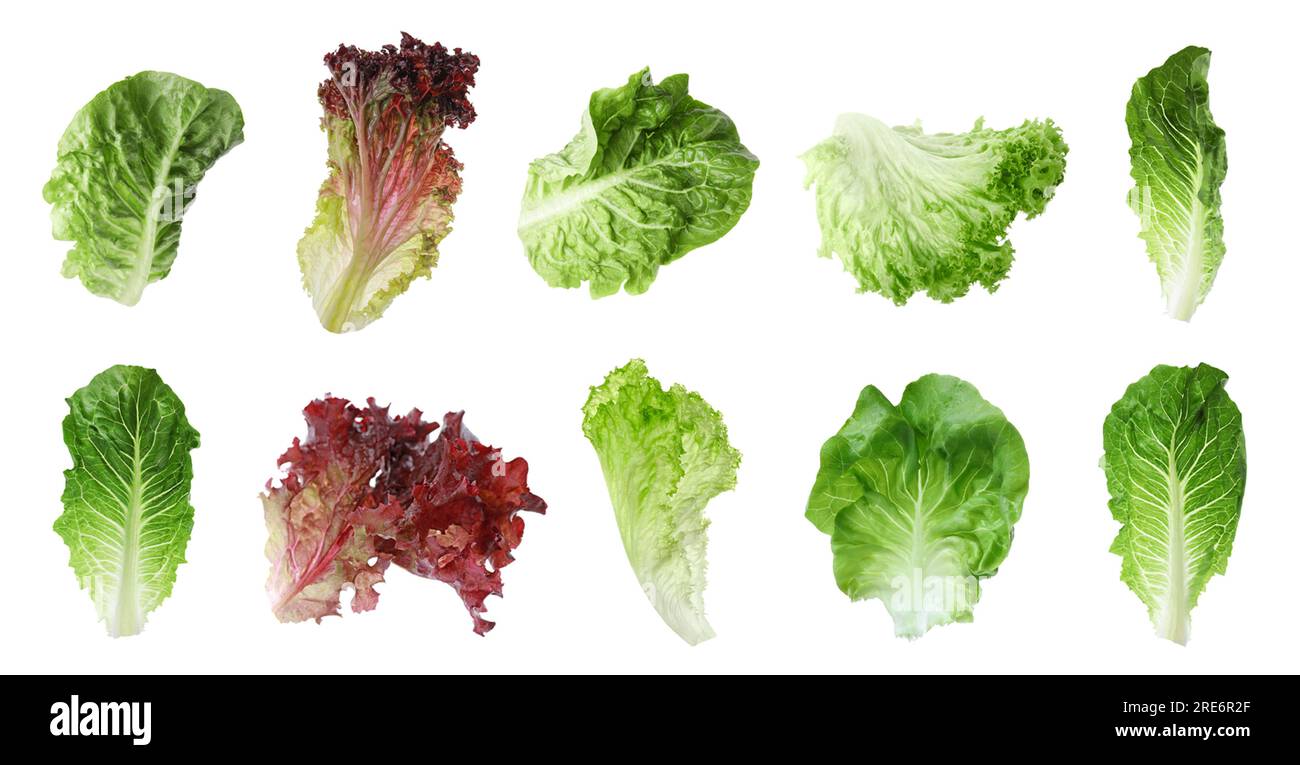 Different types of lettuce isolated on white, collage design Stock ...