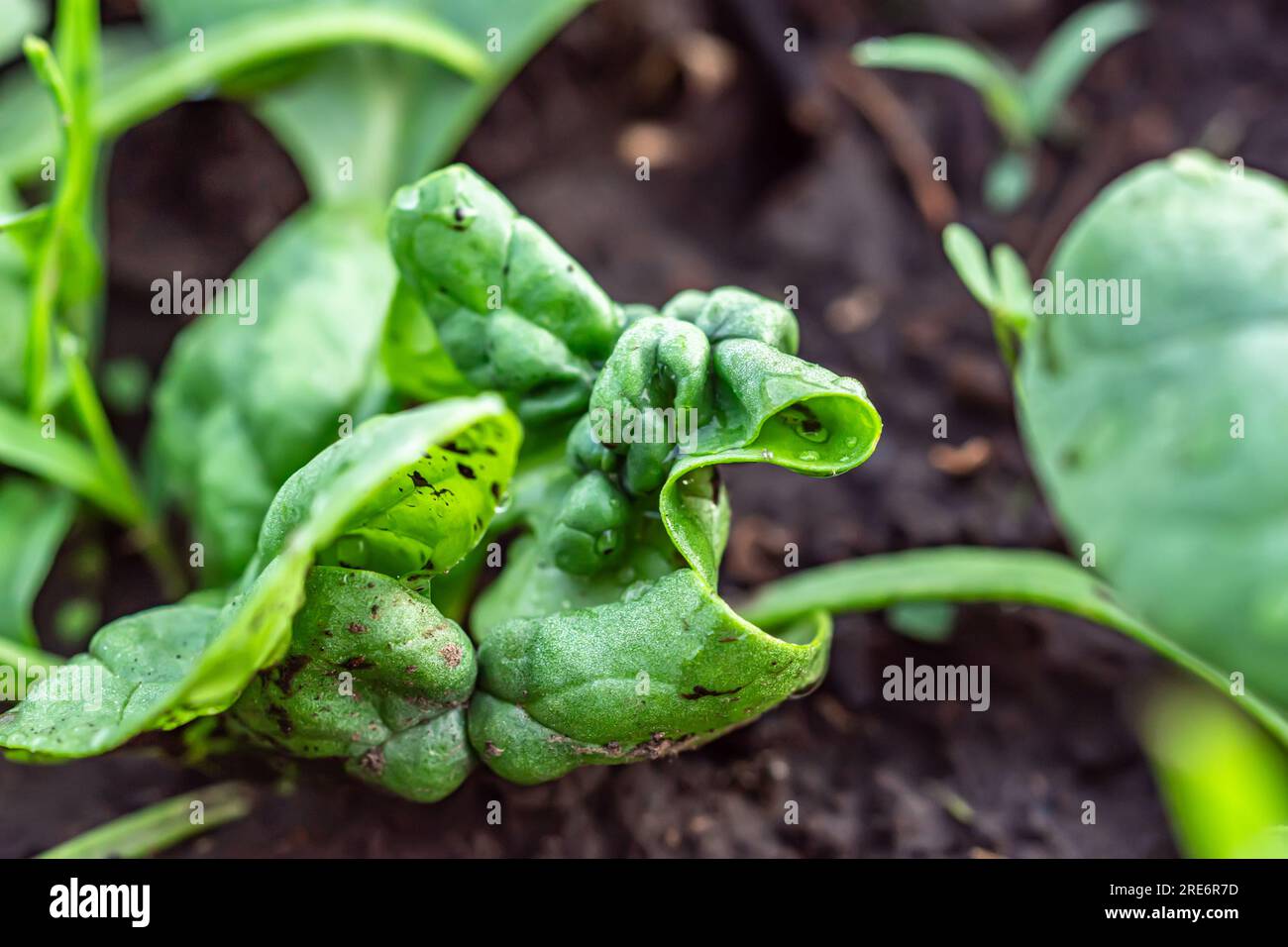 damaged spinach leaves in an organic garden bed. The infestation by ...