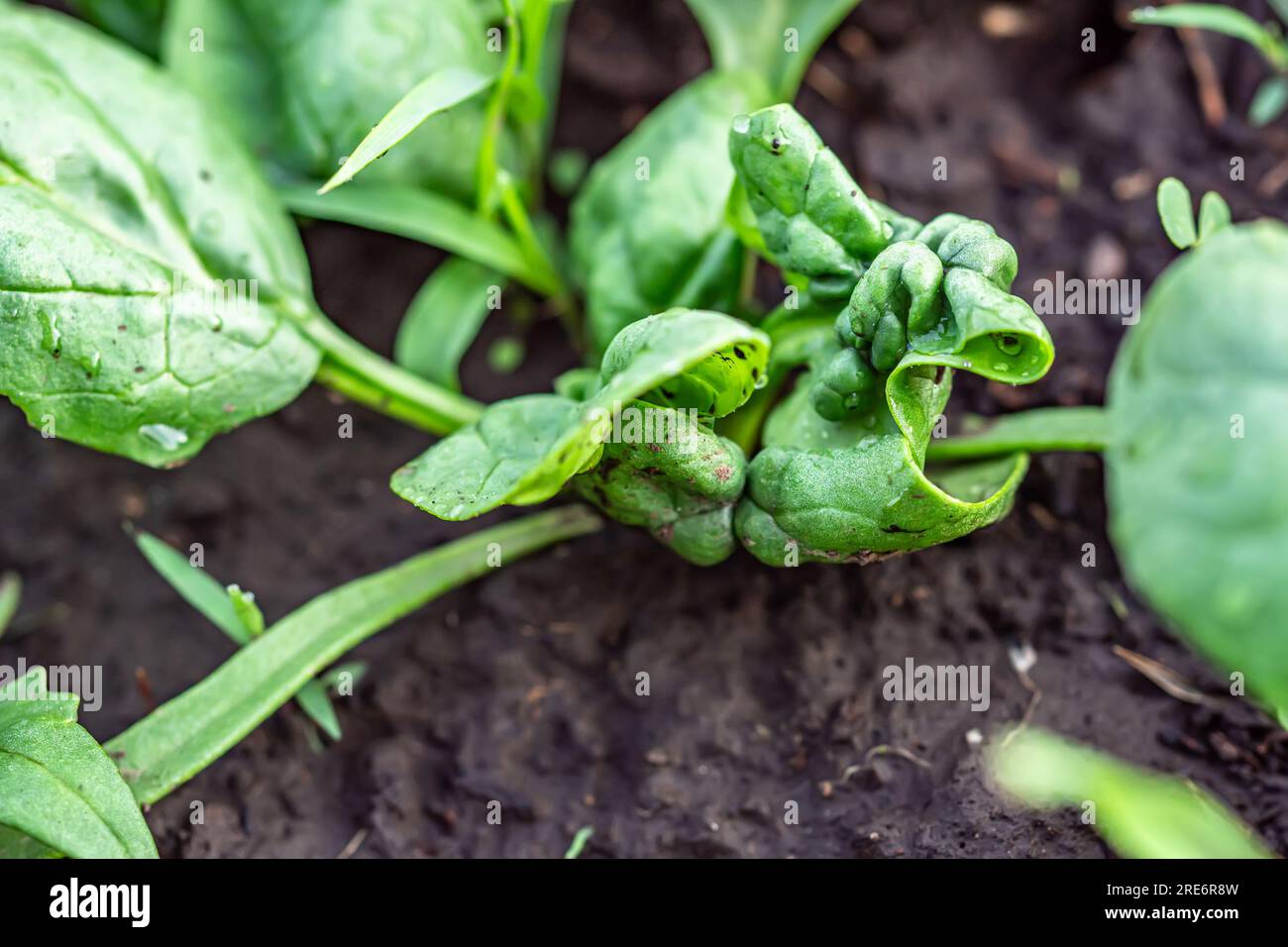 Fungal infected aphid hi-res stock photography and images - Alamy