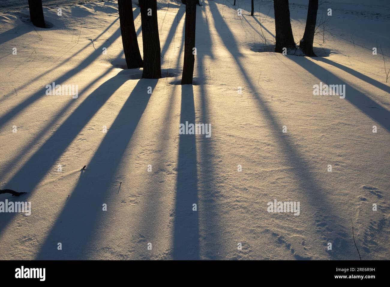 Backdrop of trees and setting sun hi-res stock photography and images ...