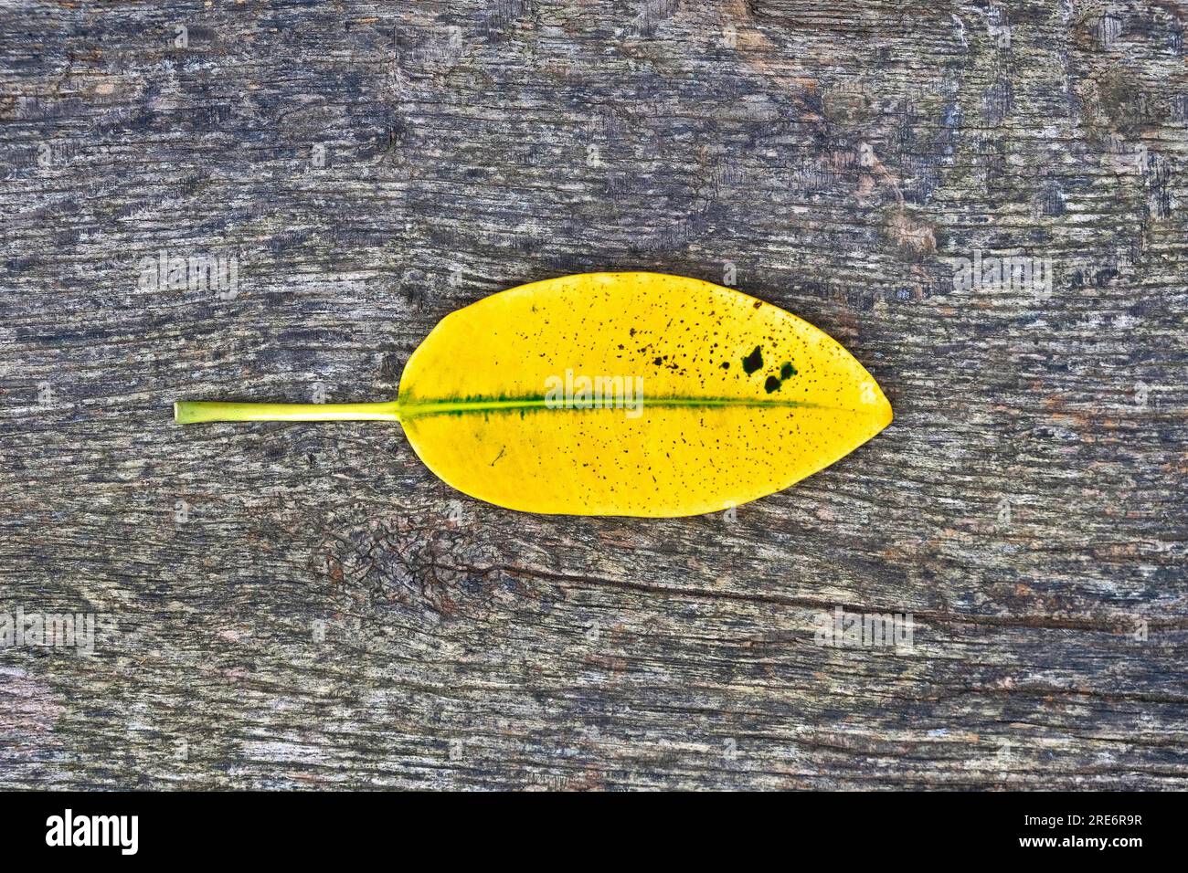 One small yellow leaf isolated on natural weathered timber background ...