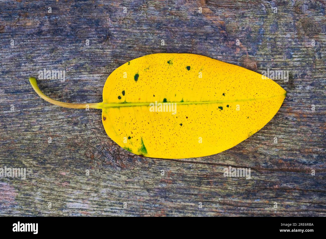 One large yellow leaf isolated on natural weathered timber background ...