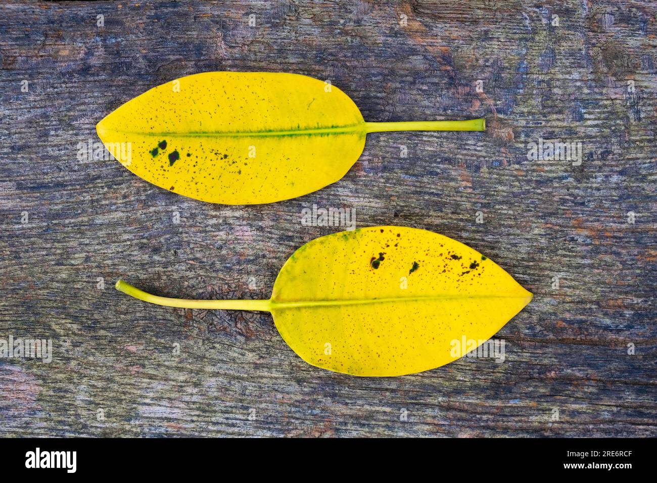 Two golden yellow leaves isolated on natural background Stock Photo - Alamy