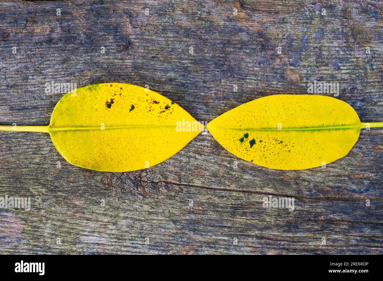 Two leaves touch touching hi-res stock photography and images - Alamy