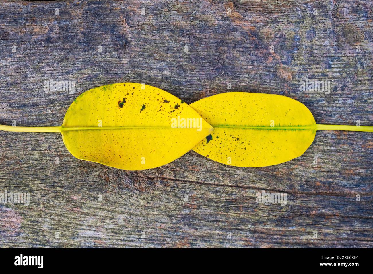 Two overlaping golden yellow leaves isolated on natural background ...