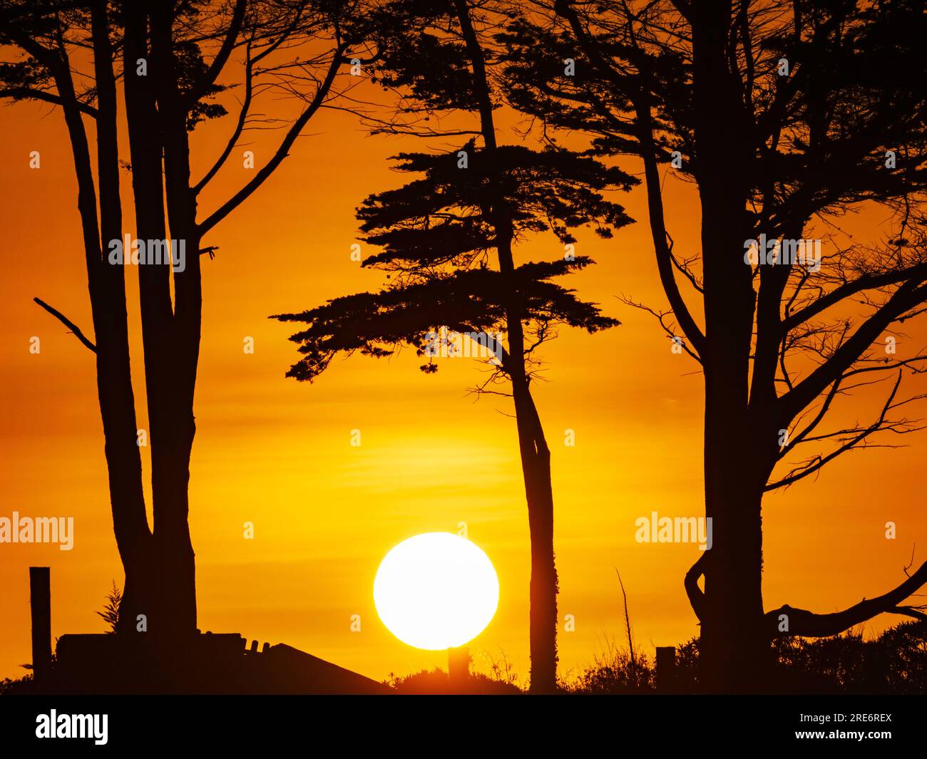Sunrise through the scot pines of Burrow Beach Stock Photo - Alamy