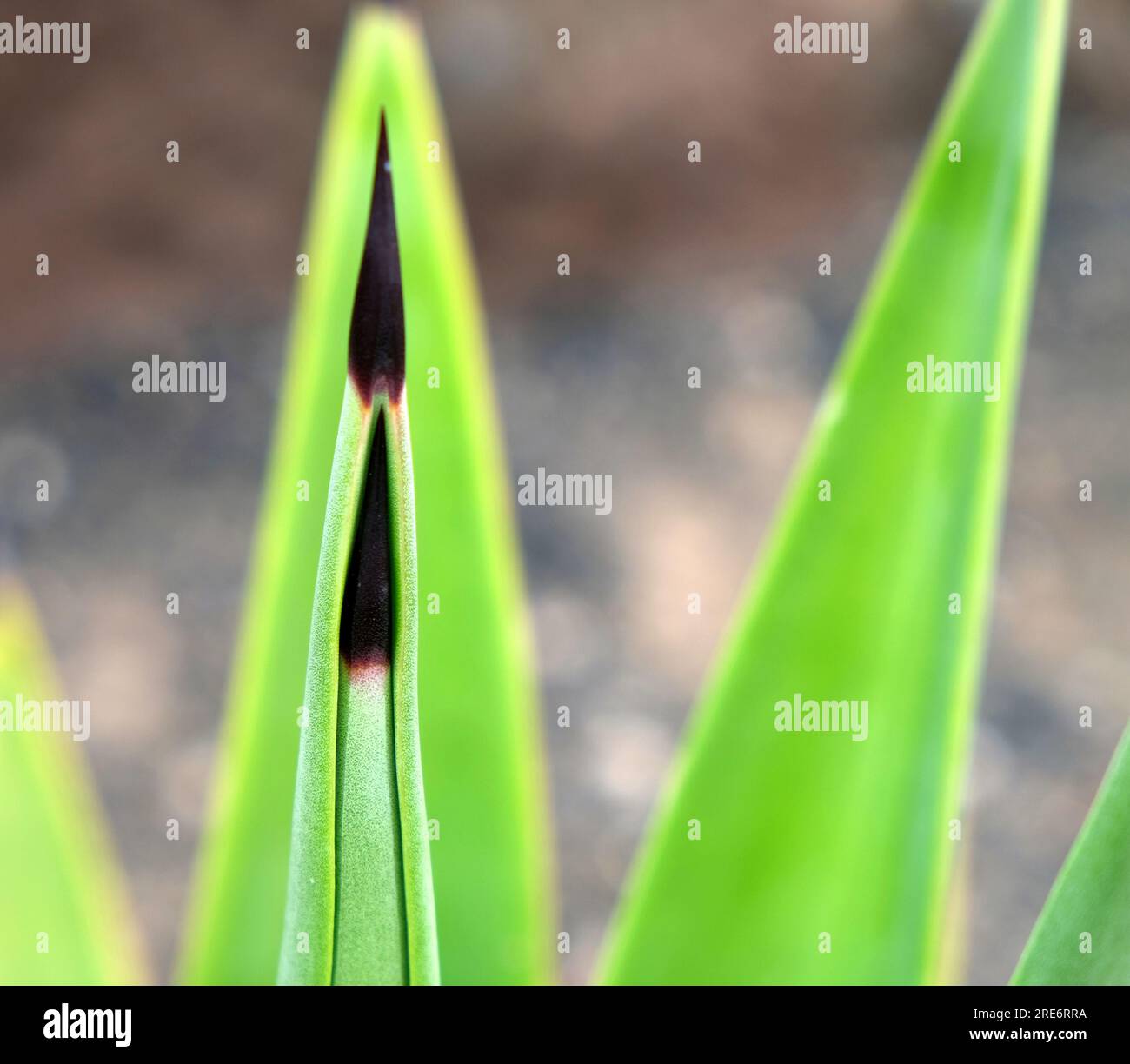 Young sharp intertwined leaves of a yucca plant. A tropical succulent ...