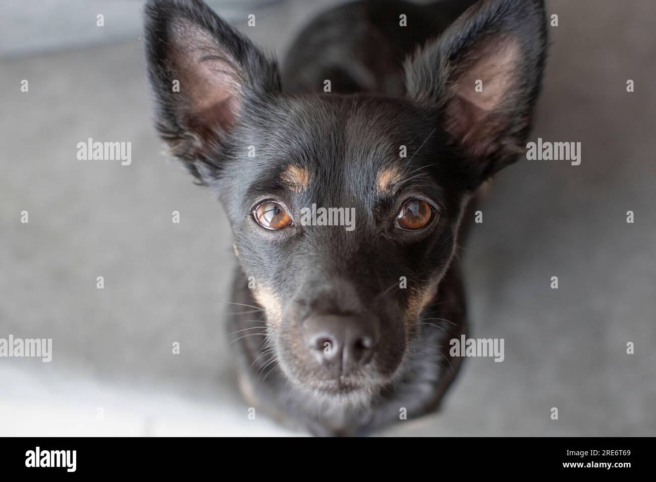 Look looking gaze hi-res stock photography and images - Alamy