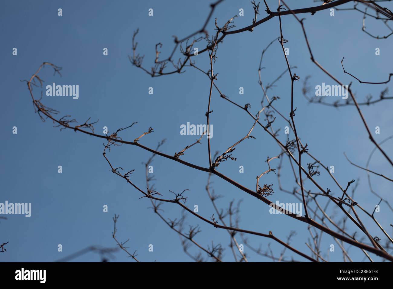 Branches without leaves. Bush stems. Plant in spring against sky ...