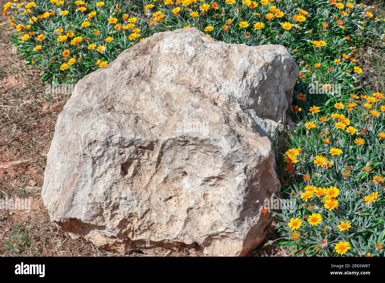 Marigold flowers and stone in the garden . Summer nature background ...