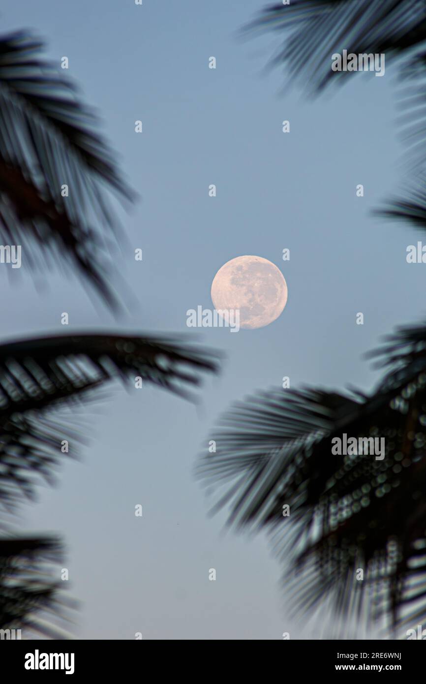 full moon among the palm leaves in the morning in Rio de Janeiro Brazil ...