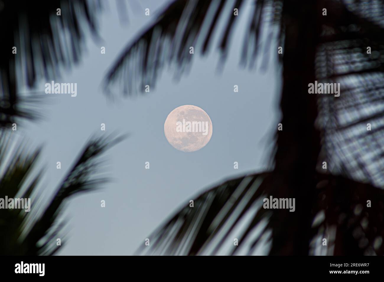 full moon among the palm leaves in the morning in Rio de Janeiro Brazil ...