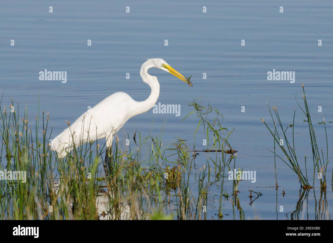 Great Egret, Ardea alba, with recently captured prey Stock Photo - Alamy