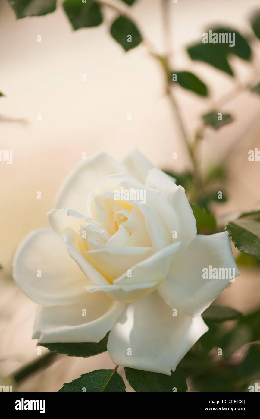 Rose (Rosa 'Alberic Barbier' Stock Photo - Alamy