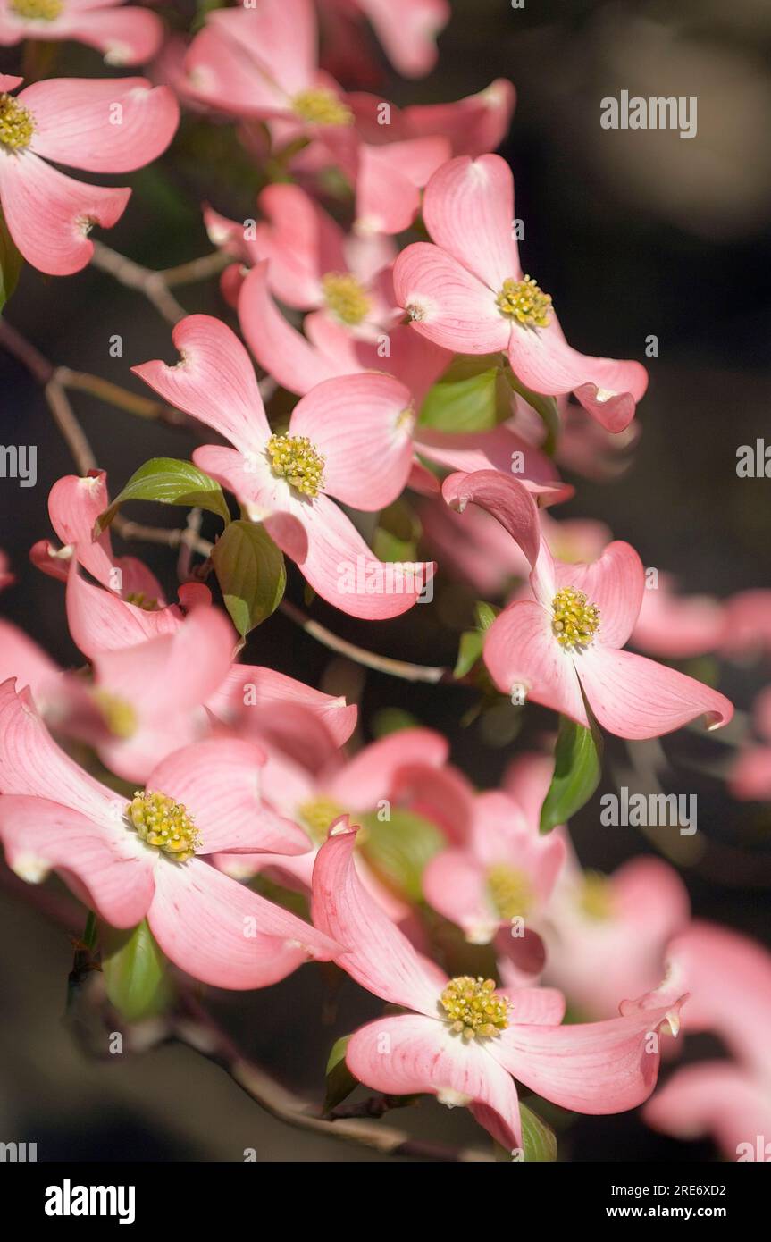Pink flowering dogwood (Cornus florida var. rubra Stock Photo - Alamy