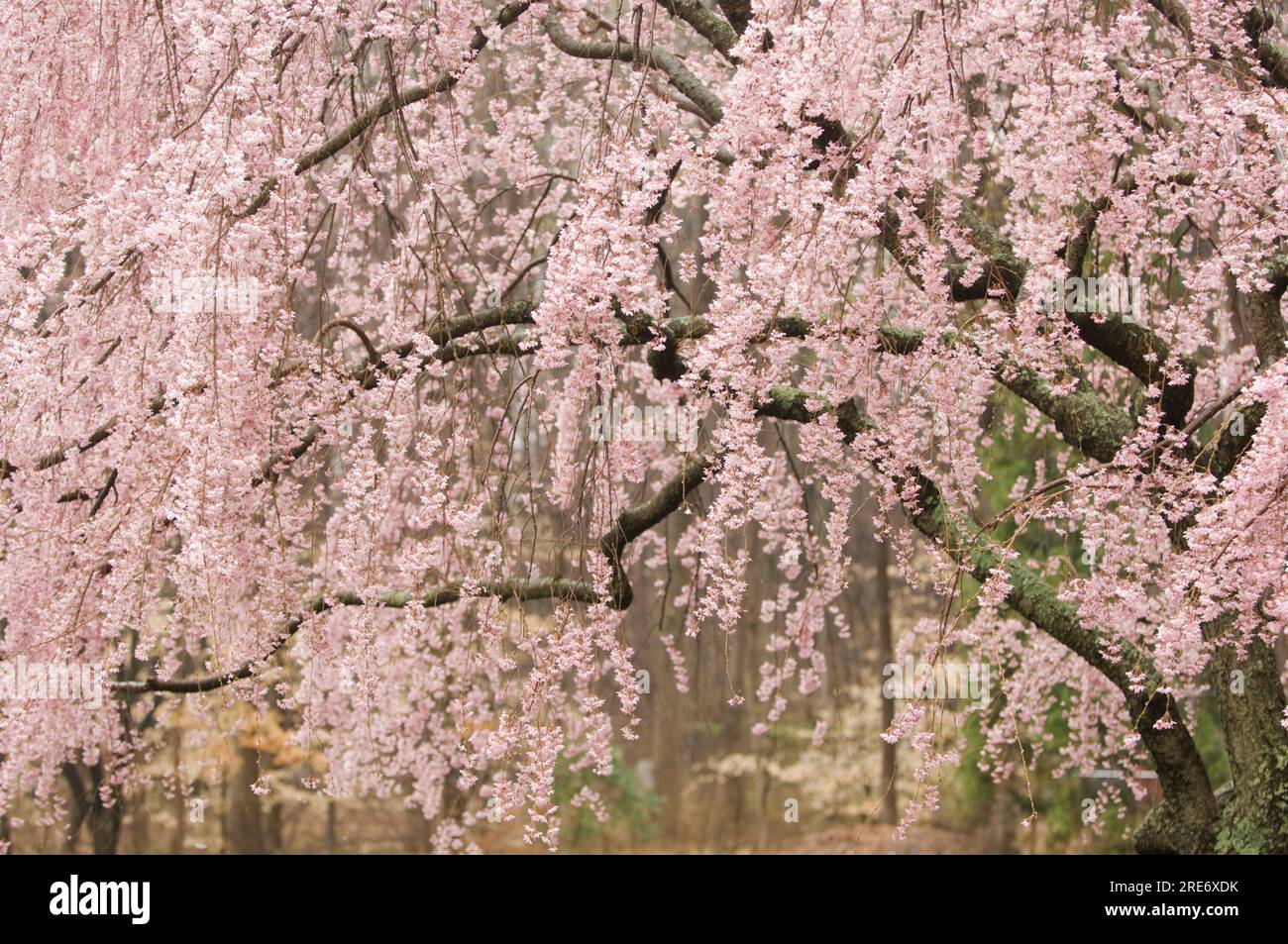 Prunus subhirtella 'Pendula' tree Stock Photo - Alamy