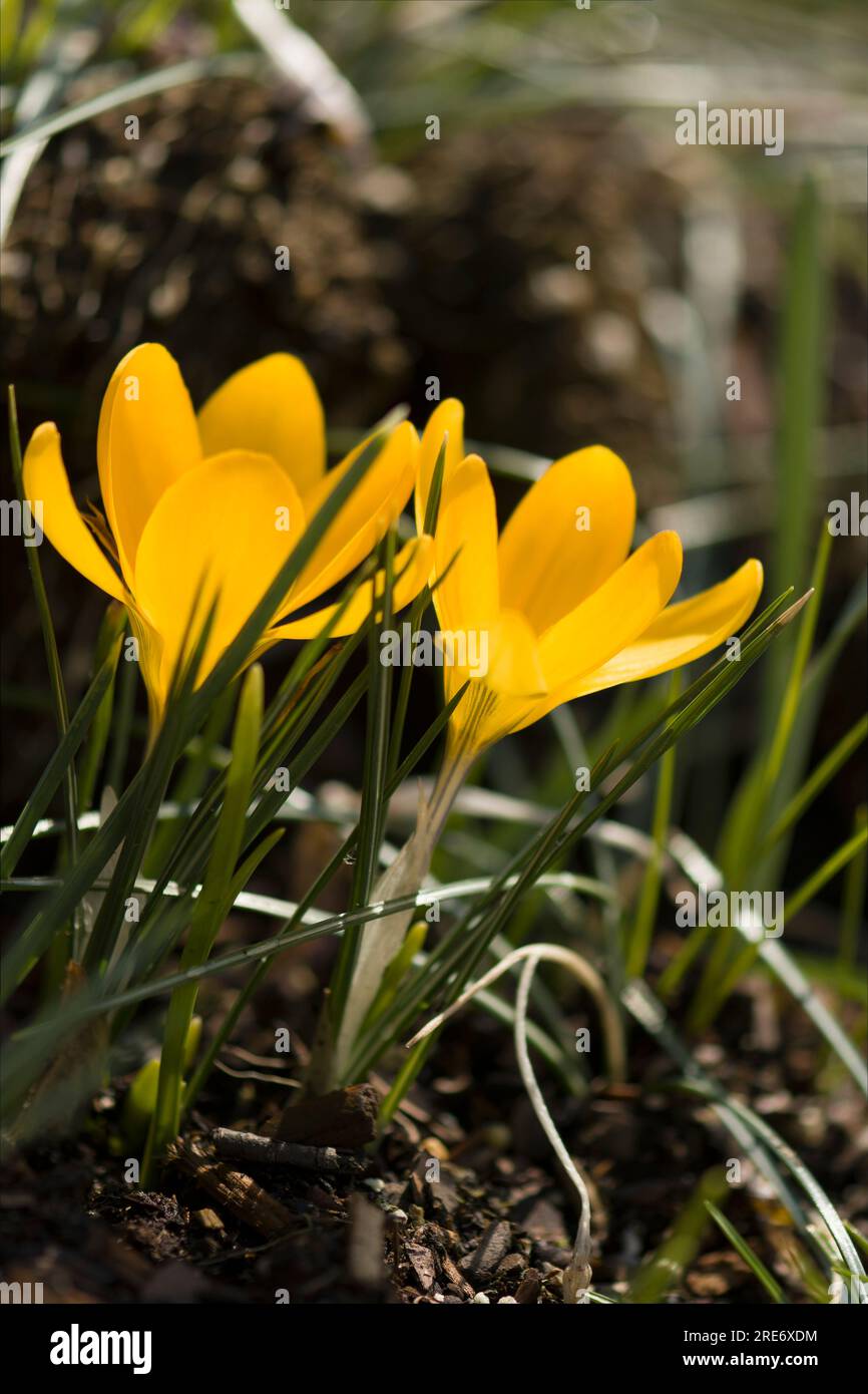 Golden crocus (Crocus chrysanthus) flowers Stock Photo - Alamy