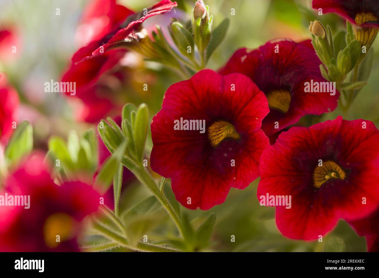 Calibrachoa 'Calitastic Dark Red' flowers Stock Photo - Alamy