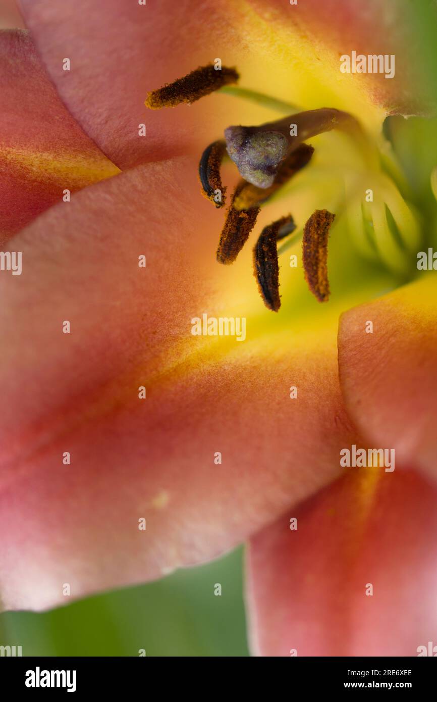 Lily (Lilium 'Nymph) flower Stock Photo - Alamy