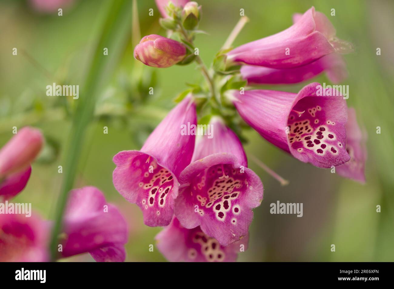 Common foxglove (Digitalis purpurea) flowers Stock Photo - Alamy