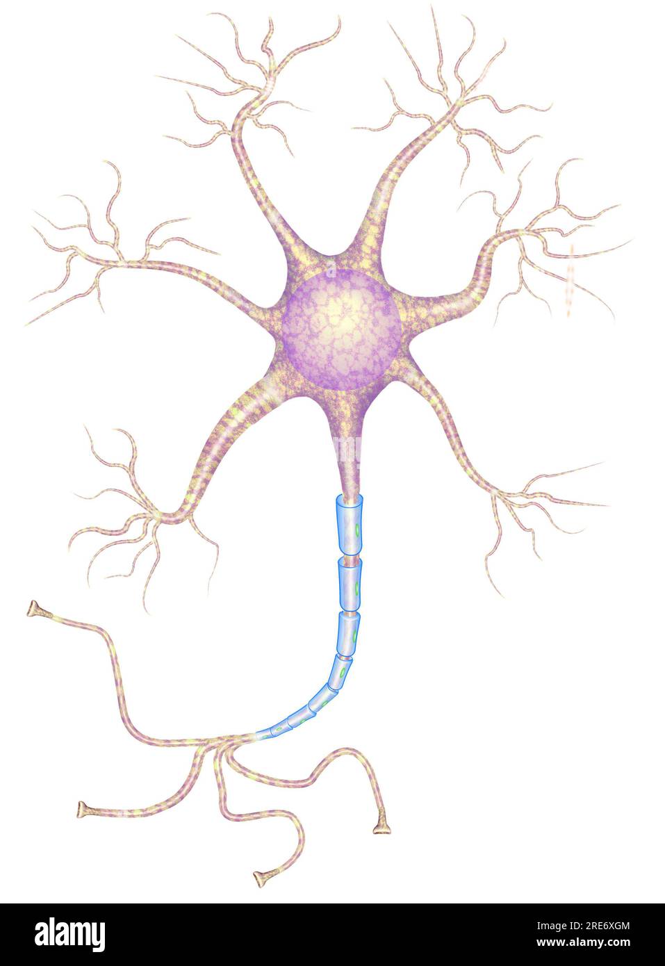 Nerve cell, illustration Stock Photo - Alamy