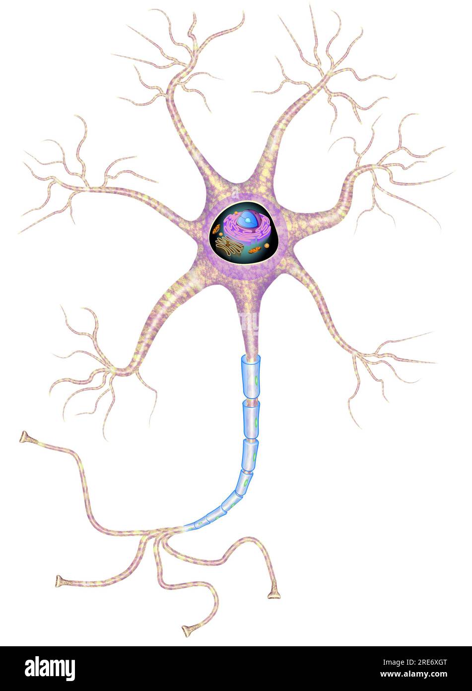 Nerve cell, illustration Stock Photo - Alamy