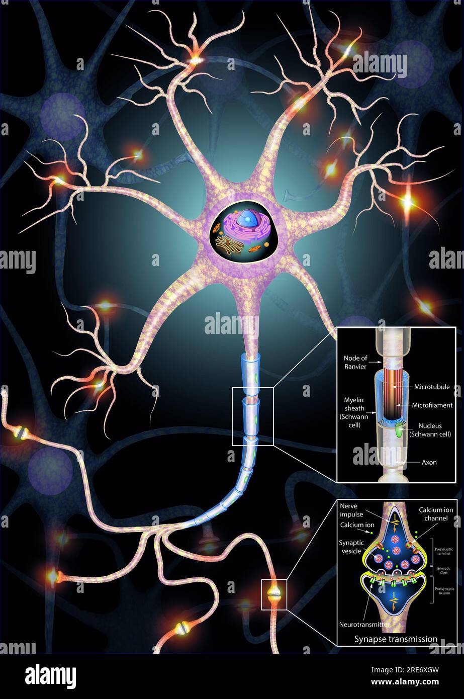 Nerves cell and synapse structure, illustration Stock Photo - Alamy