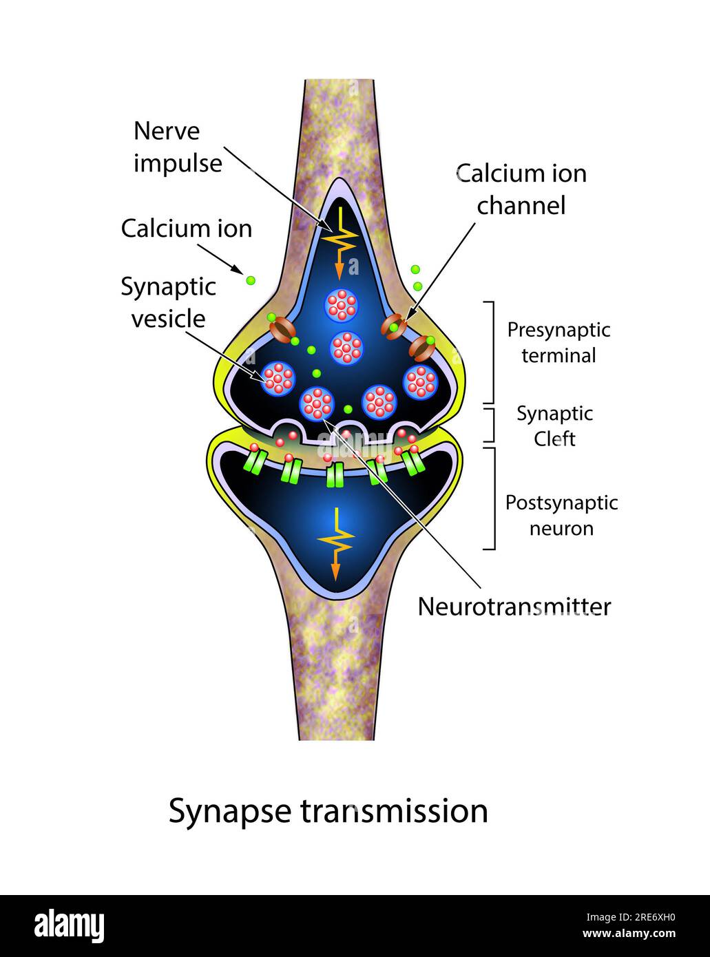 Synapse structure, illustration Stock Photo - Alamy Synapse structure, illustration Stock Photo - Alamy