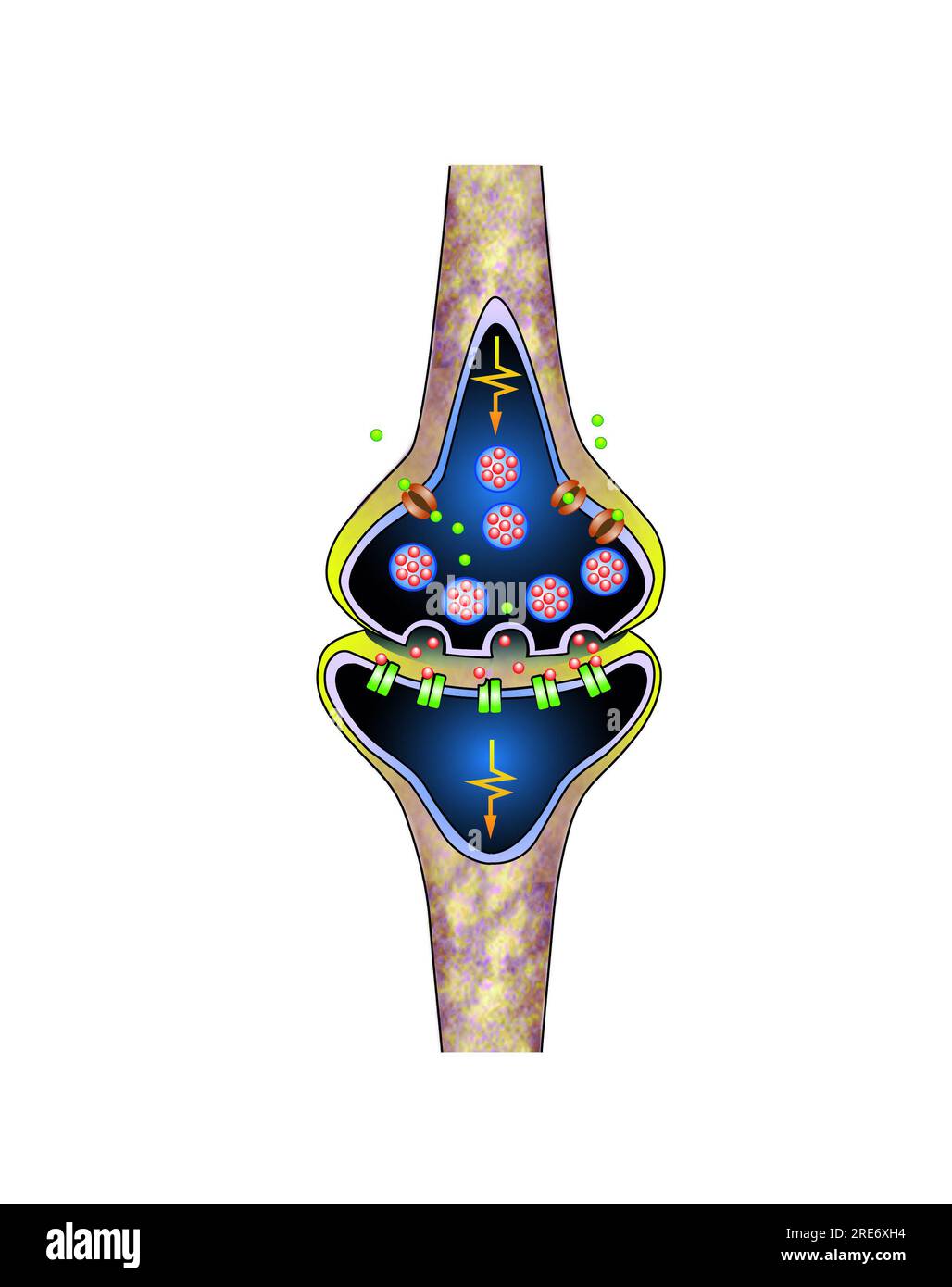 Synapse structure, illustration Stock Photo - Alamy