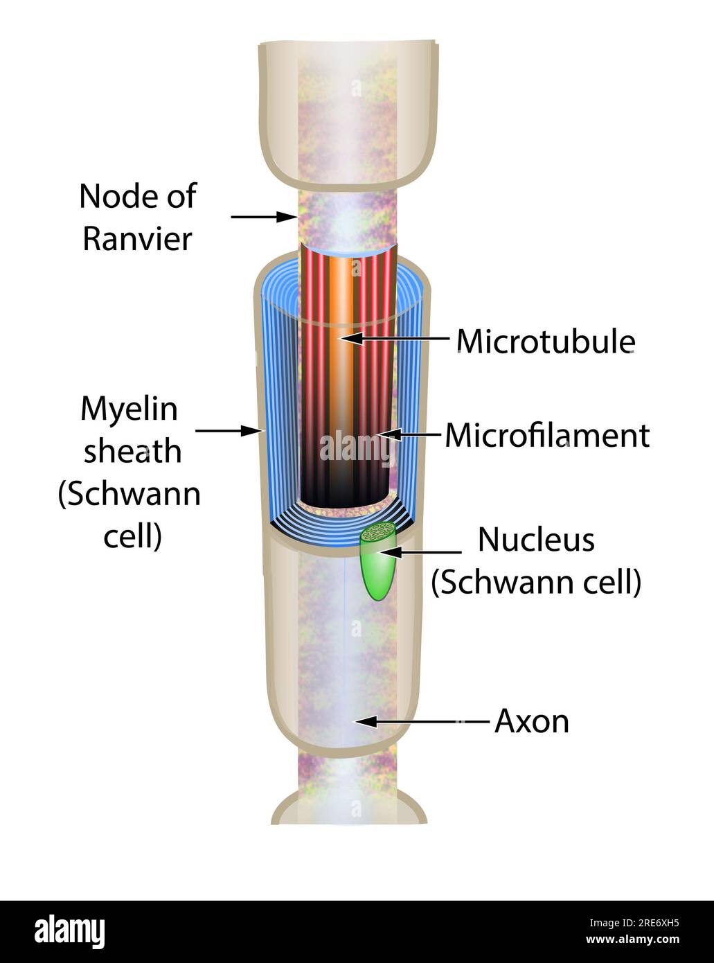 Nerve cell axon anatomy, illustration Stock Photo - Alamy