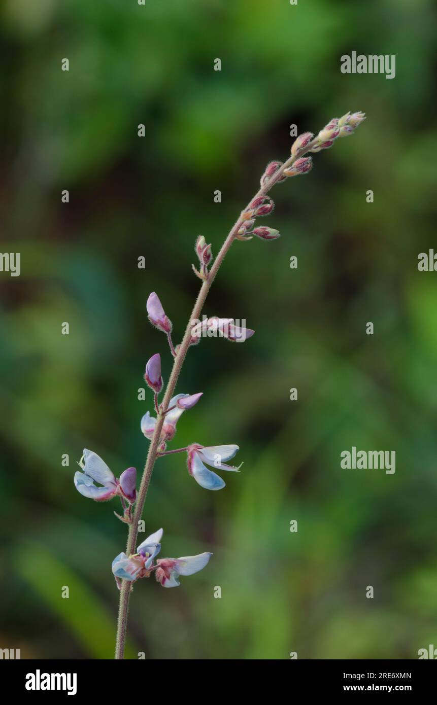 Ticktrefoil, Desmodium sp Stock Photo - Alamy