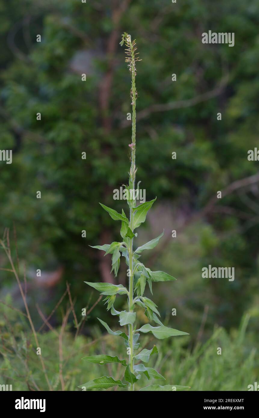 Lizard tail gaura hi-res stock photography and images - Alamy