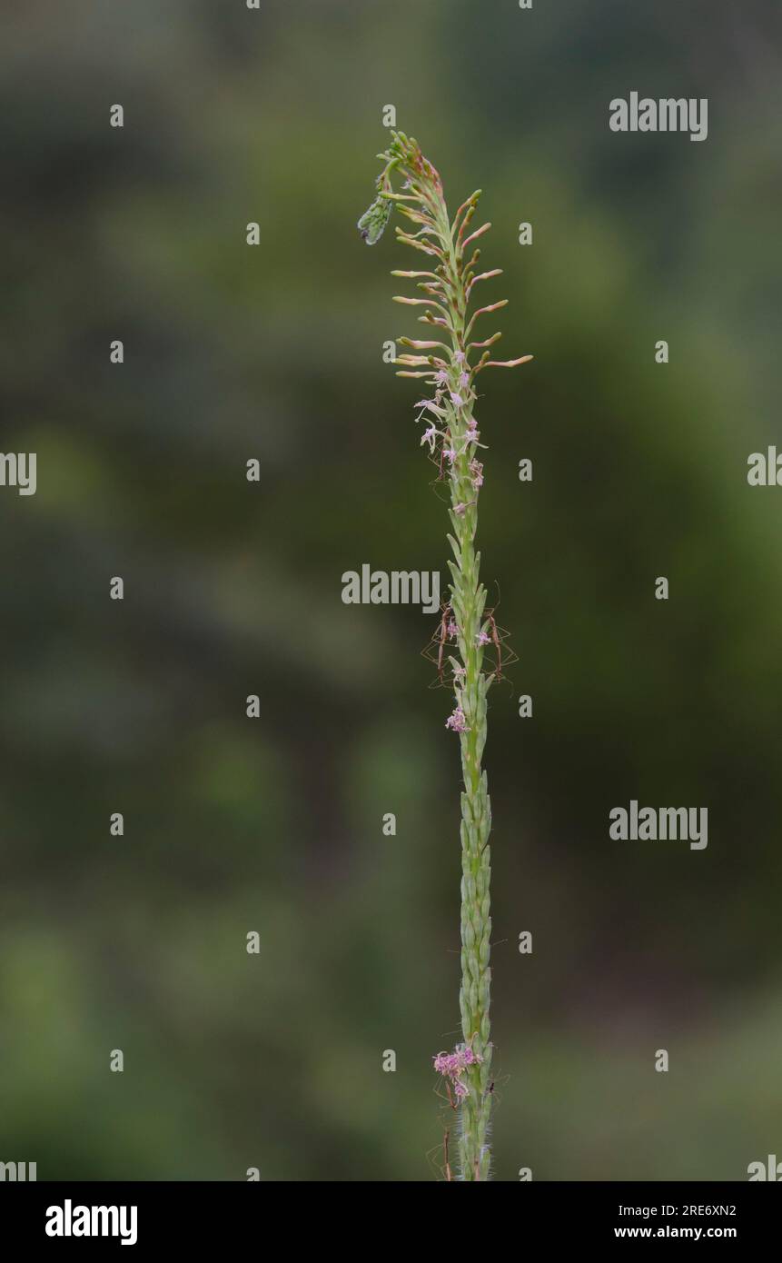 Lizard tail gaura hi-res stock photography and images - Alamy
