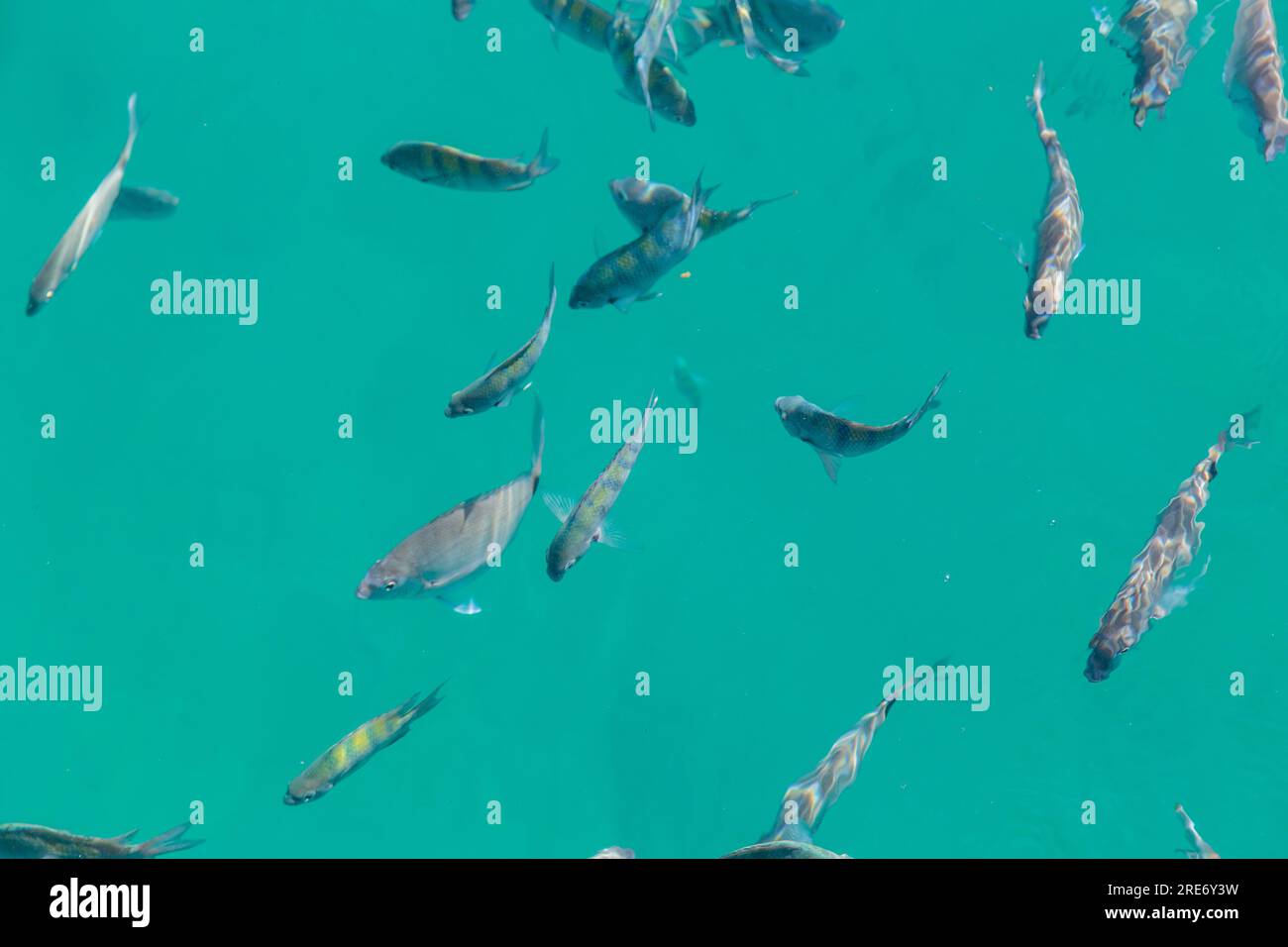 fish in the blue lagoon of Big Island in Angra dos Reis in Rio de ...