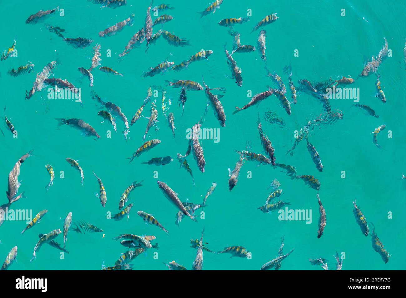 fish in the blue lagoon of Big Island in Angra dos Reis in Rio de ...