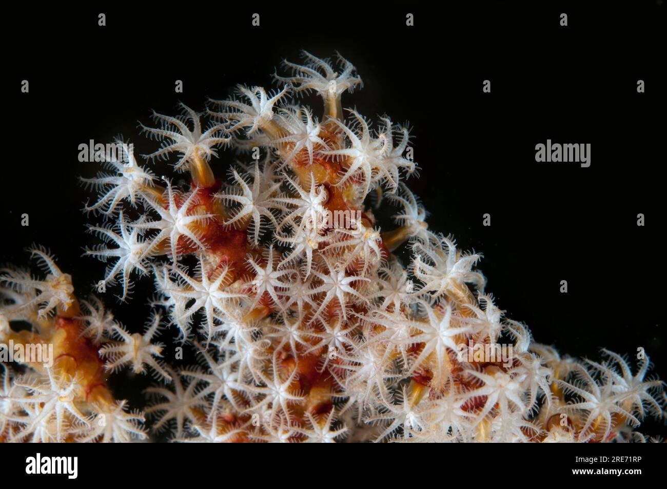 Coral, Siphonogorgia sp, with white polyps, Wobbe Rock dive site ...